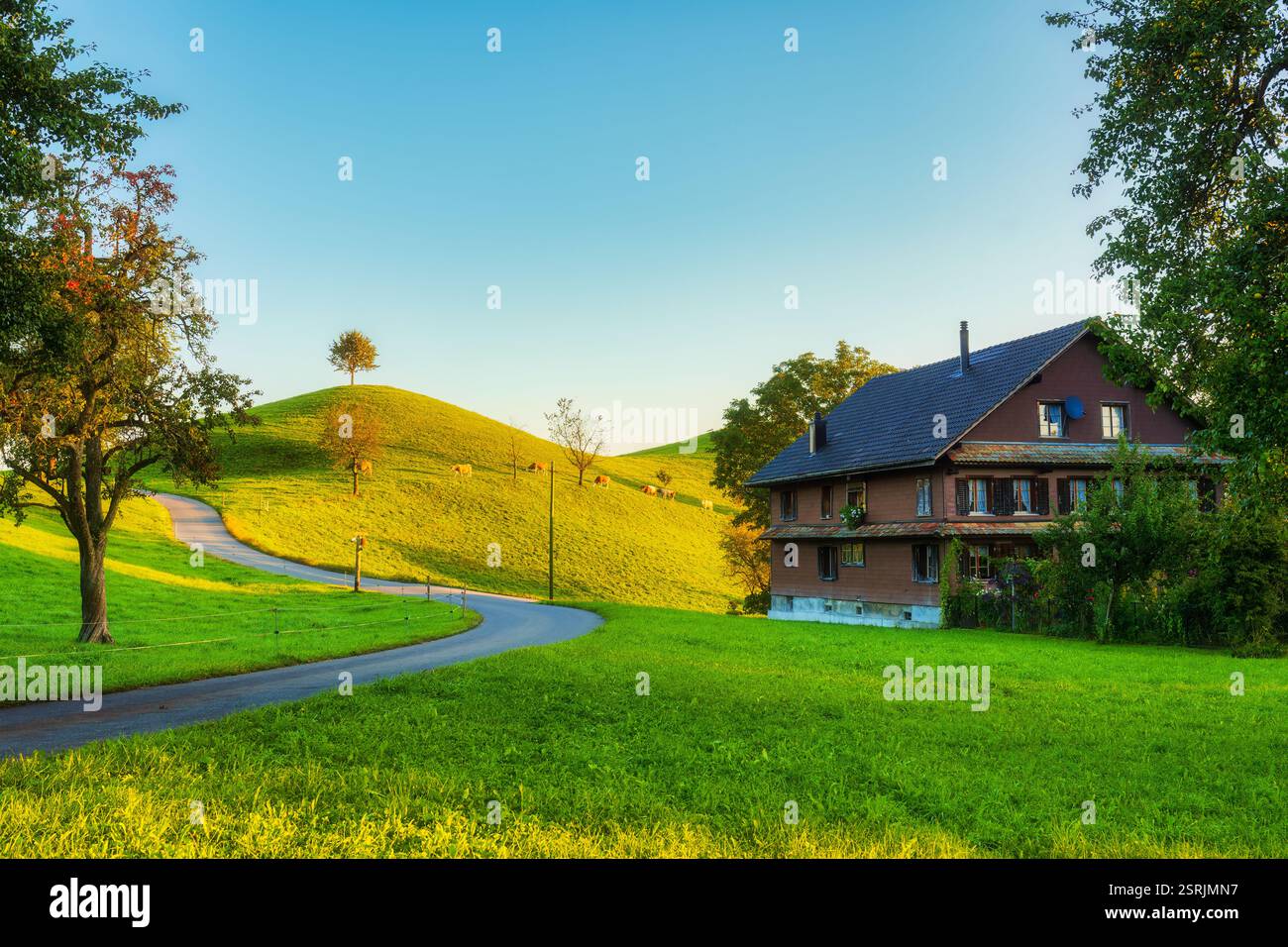 Rustic scenic view of herd of cows with lonely tree and wooden chalet ...