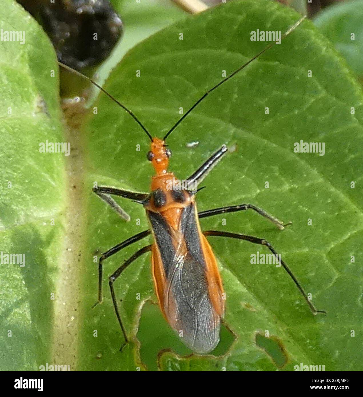 Red Bull Assassin Bug (Repipta taurus), Insecta, River Rd. Preserve ...