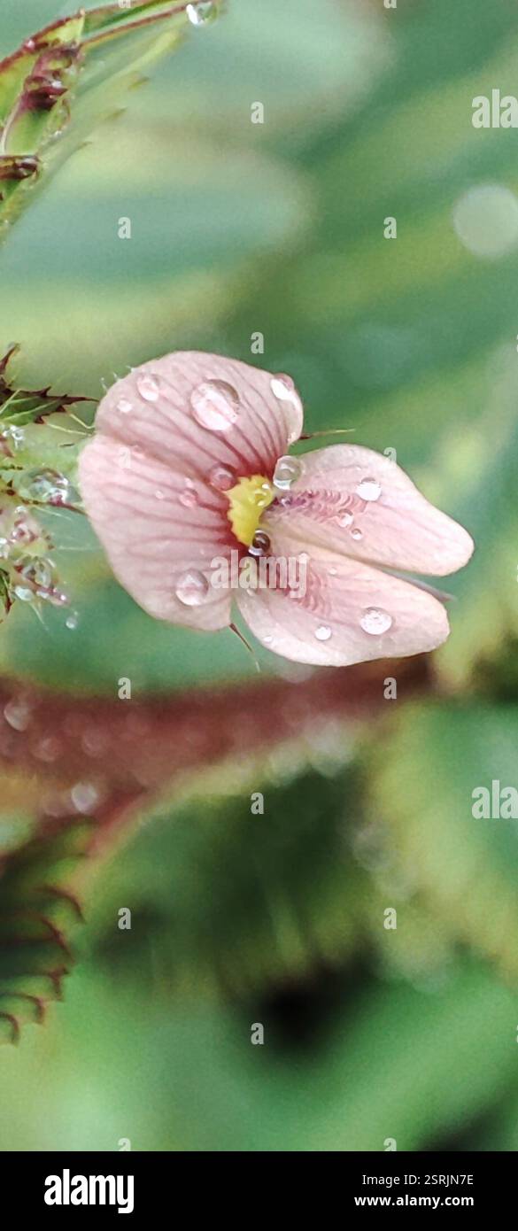 shyleaf (Aeschynomene americana), Plantae, British Indian Ocean ...