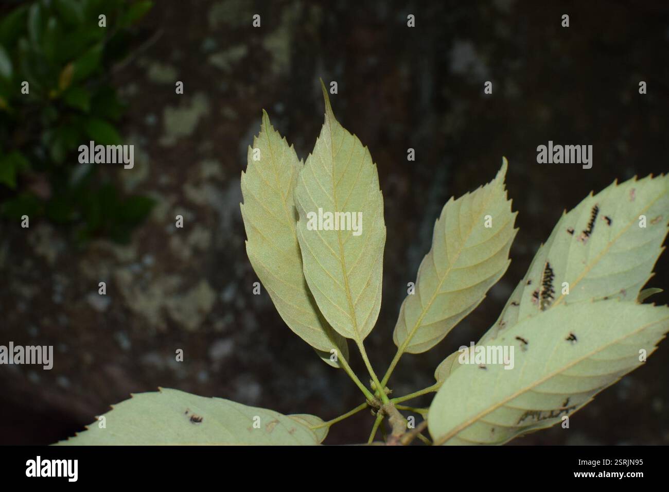 ring-cupped oak (Quercus glauca), Plantae, 中国浙江省温州市洞头区 Stock Photo - Alamy