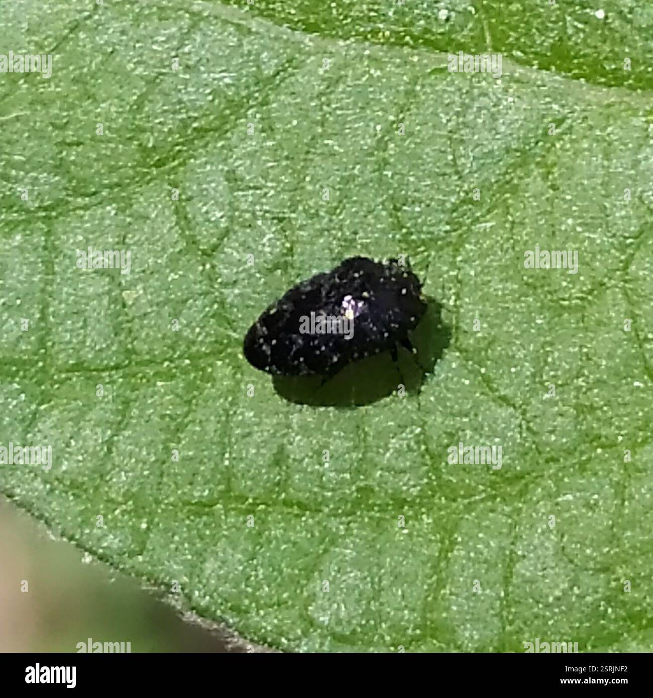 (Trachys minutus), Insecta, Свердловская обл., Россия, 624933, на иве ...