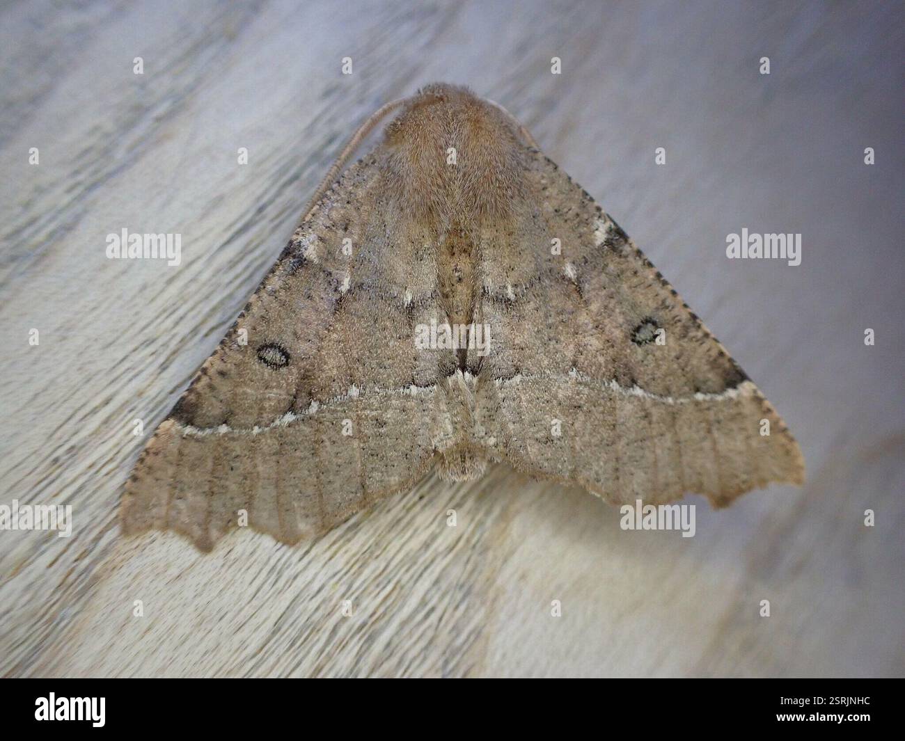 Scalloped Hazel (Odontopera bidentata), Insecta, Hunters Chase Cottage ...