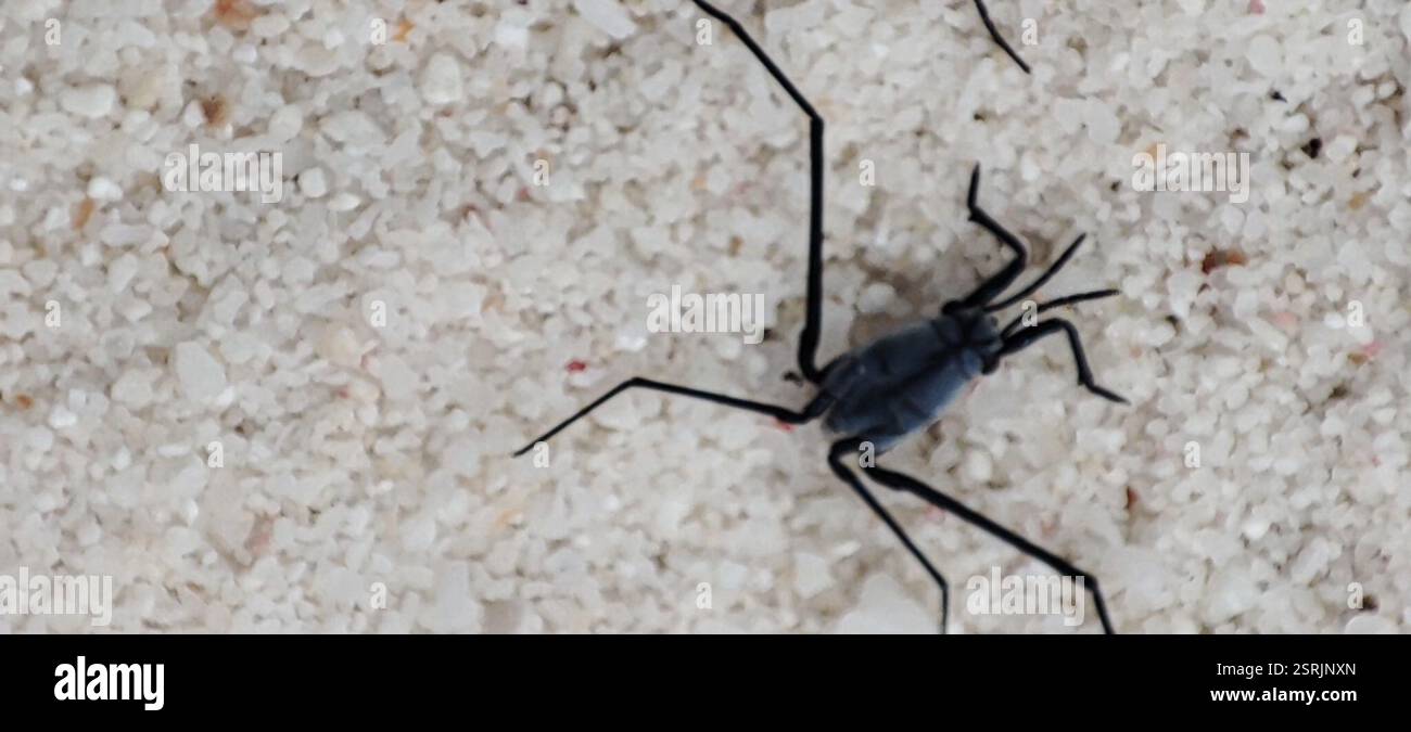 Sea Skaters (Halobates), Insecta, British Indian Ocean Territory Stock ...
