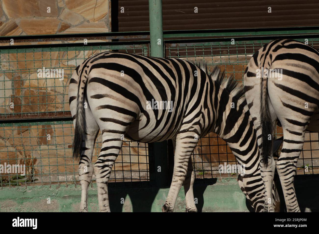 Zebras Zoo Enclosure Africa: Two zebras' rumps, seen from behind ...