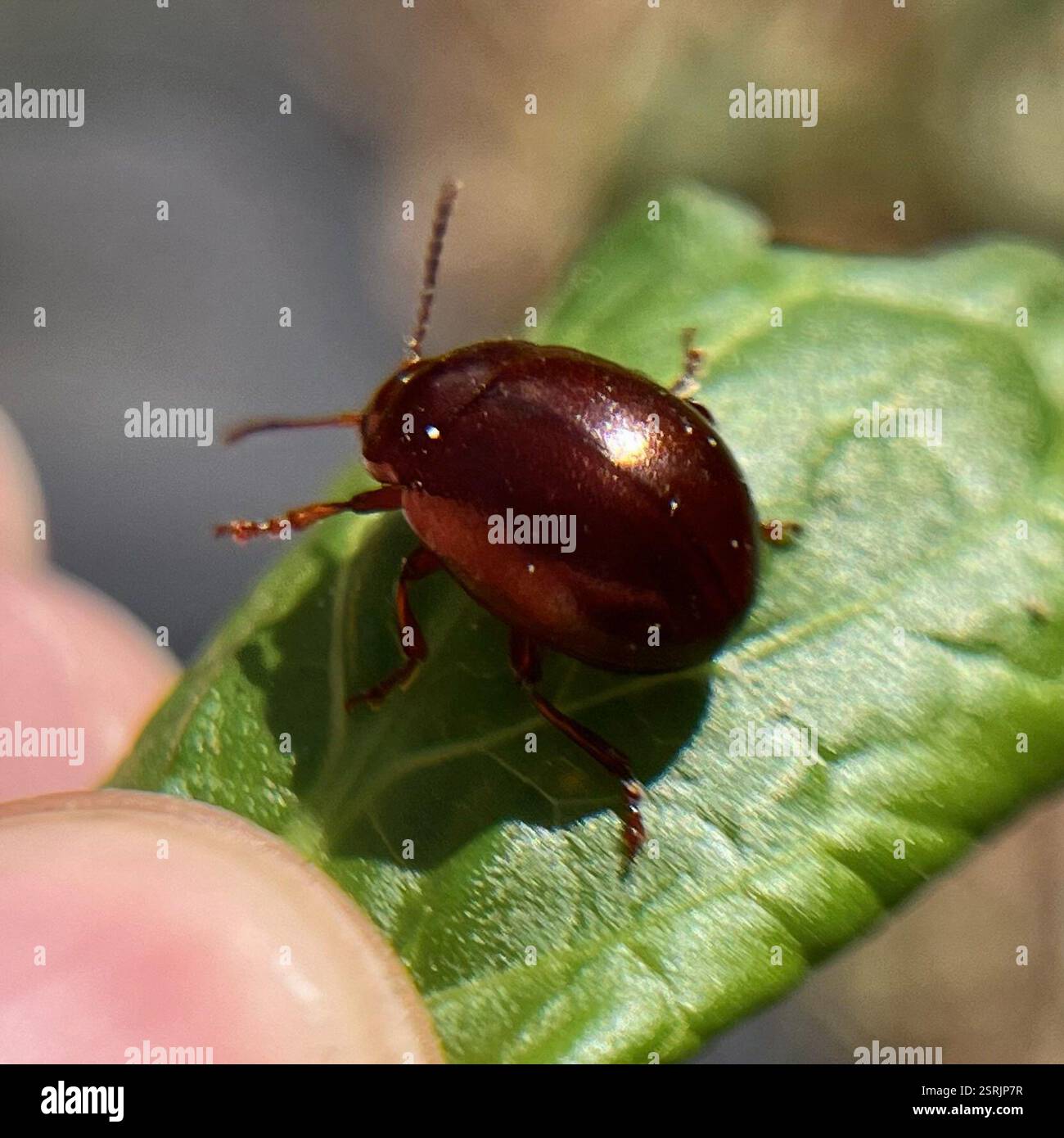 brown leaf beetle (Chrysolina staphylaea), Insecta, Krośnica, Lesser ...