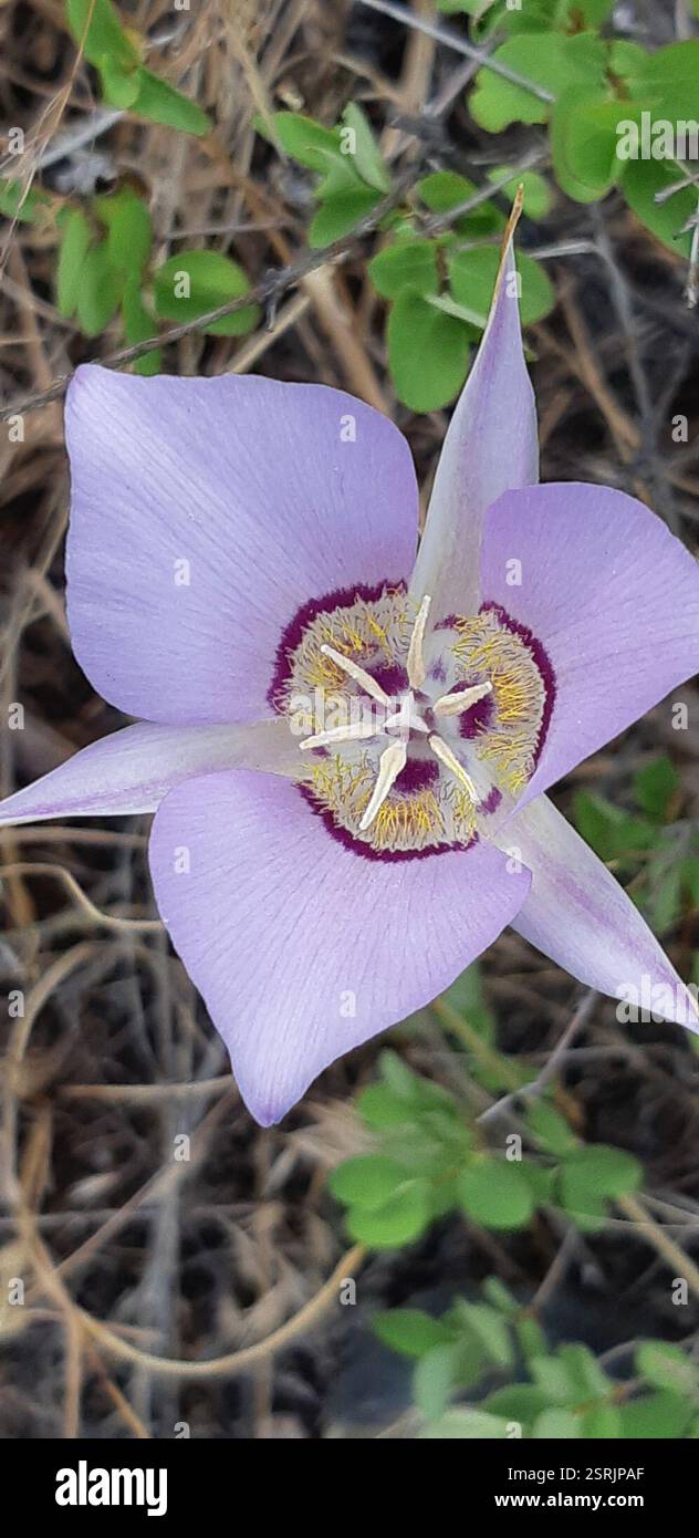 Sagebrush Mariposa Lily (Calochortus macrocarpus), Plantae, Kootenay ...
