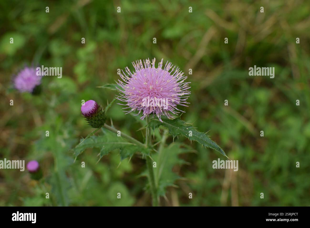 Japanese thistle (Cirsium japonicum), Plantae, 中国浙江省温州市洞头区 Stock Photo ...