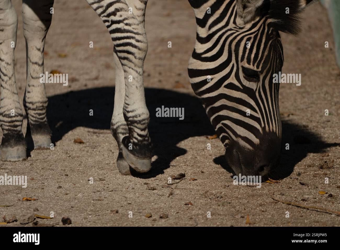 Zebras Zoo Enclosure Grazing: Two zebras graze on sandy ground within a ...