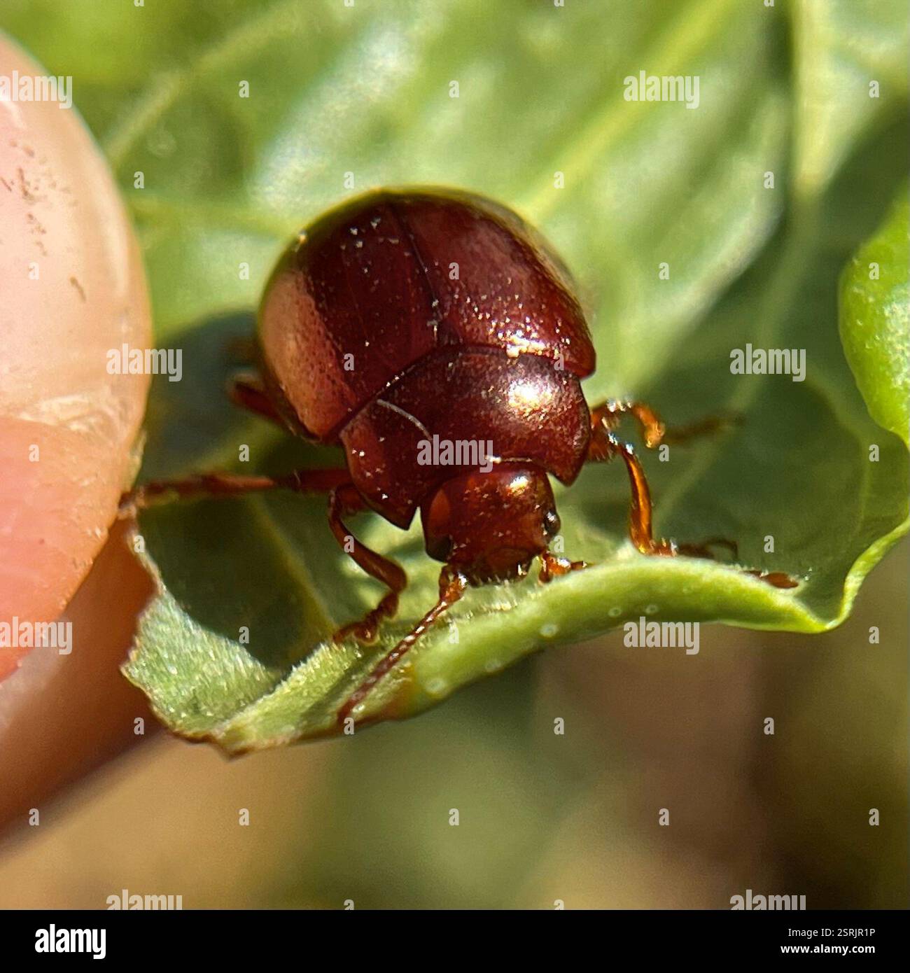 brown leaf beetle (Chrysolina staphylaea), Insecta, Krośnica, Lesser ...