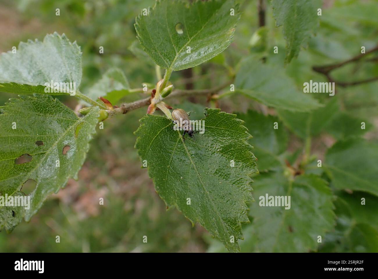 Willow Leaf Beetle (Lochmaea capreae), Insecta, Scottish Borders, UK ...
