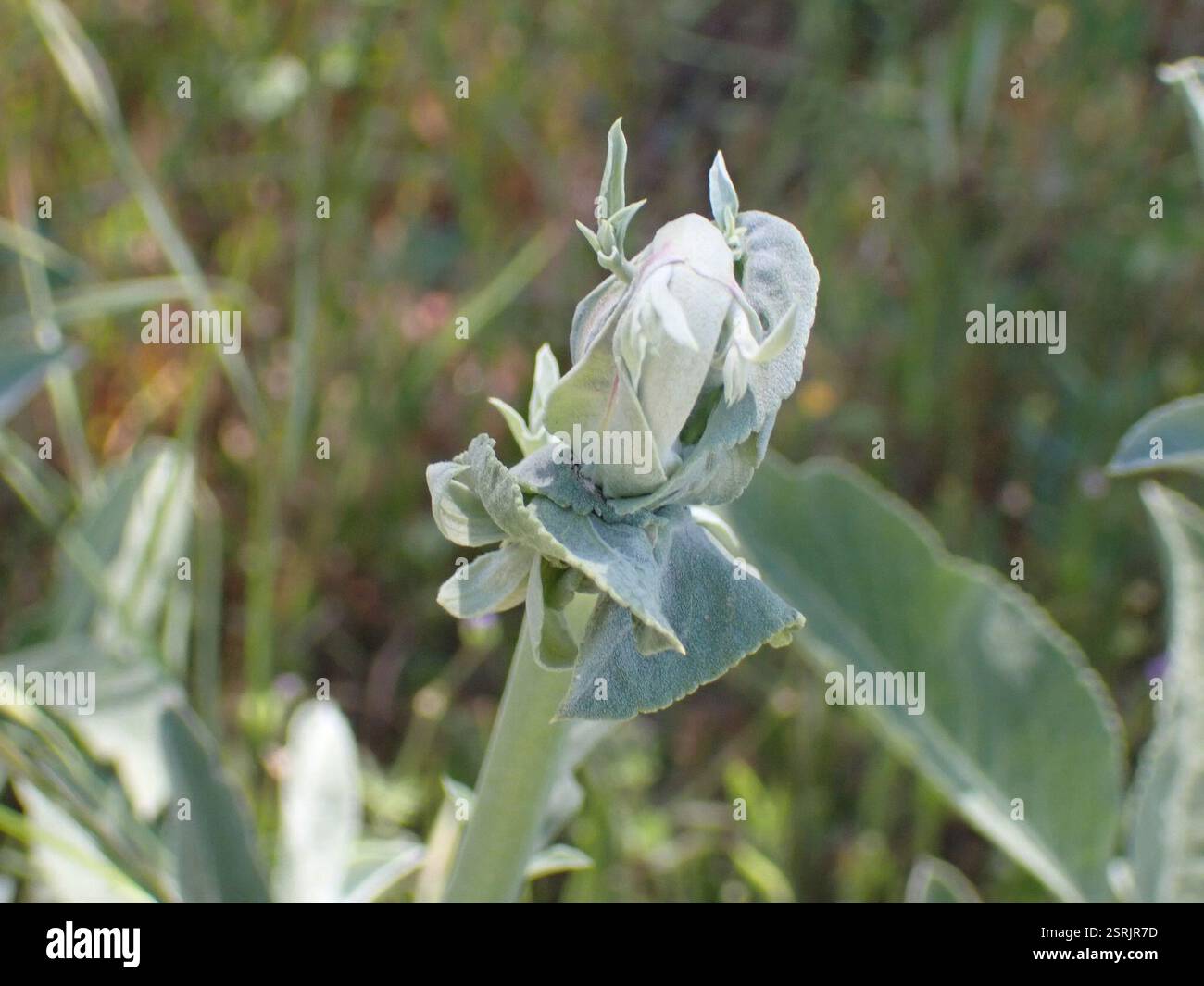 white sage (Salvia apiana), Plantae, San Diego County, CA, USA Stock ...