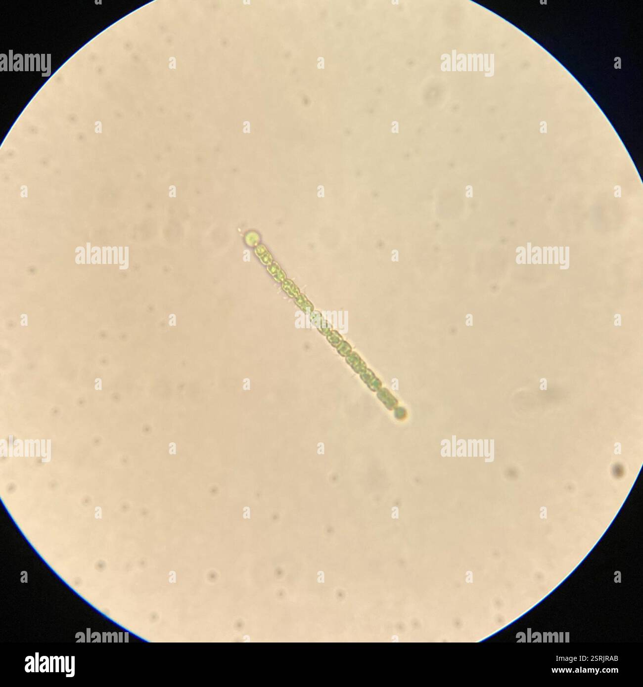 (Anabaena), , Florida, US, canal sample of muck composed of mud ...