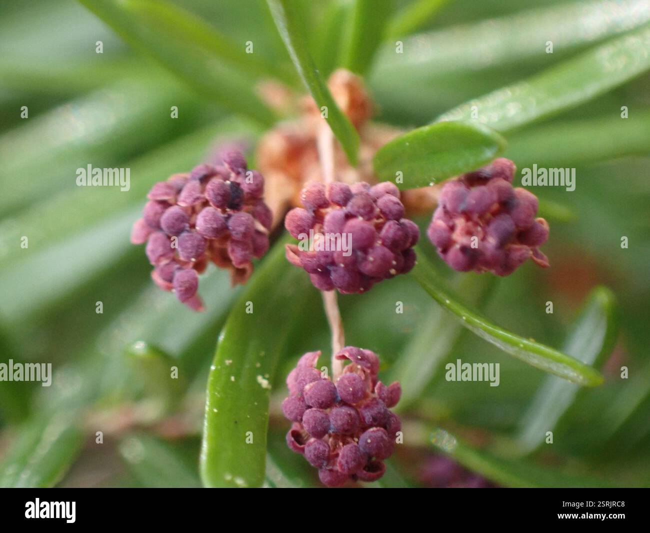 western hemlock (Tsuga heterophylla), Plantae, Comox Valley, BC, Canada ...