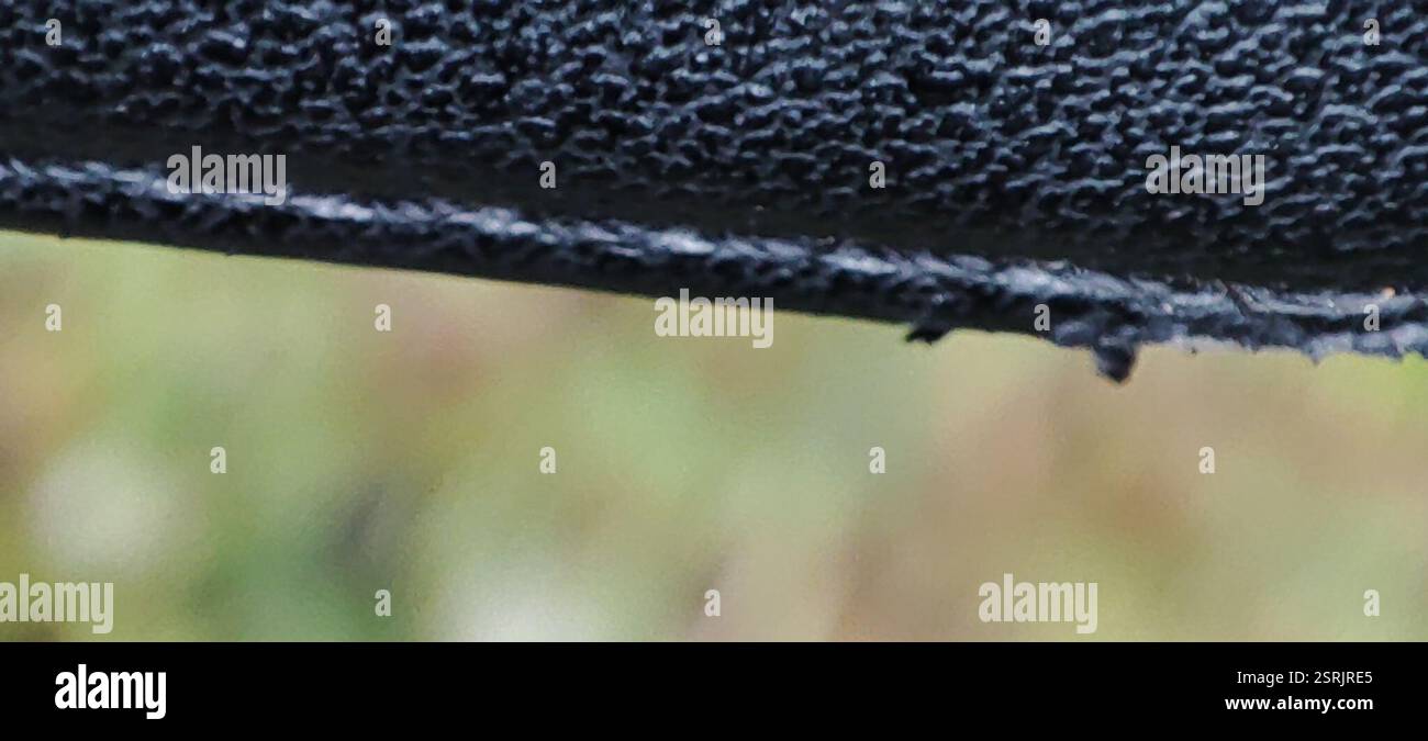 Hilograss (Paspalum conjugatum), Plantae, British Indian Ocean ...