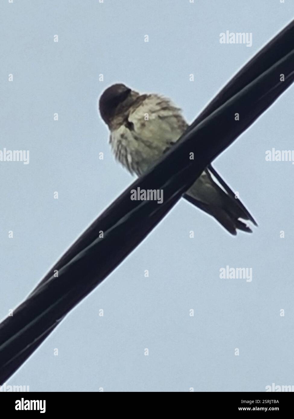 Gray-breasted Martin (Progne chalybea), Aves, Noord, Paramaribo ...