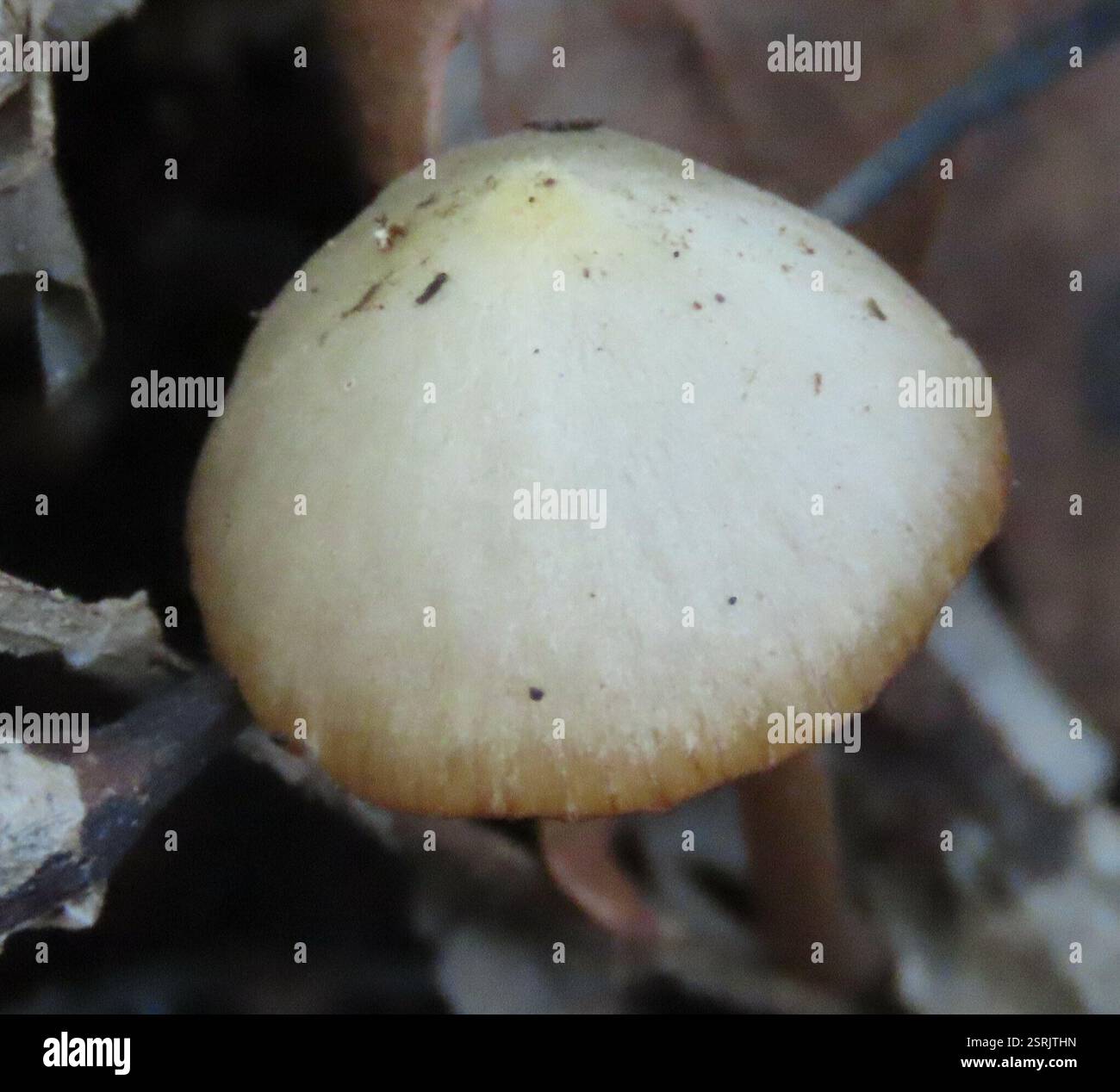 (Bolbitiaceae), Fungi, 19 Thatcher Crescent, Crofton Downs, Wellington ...