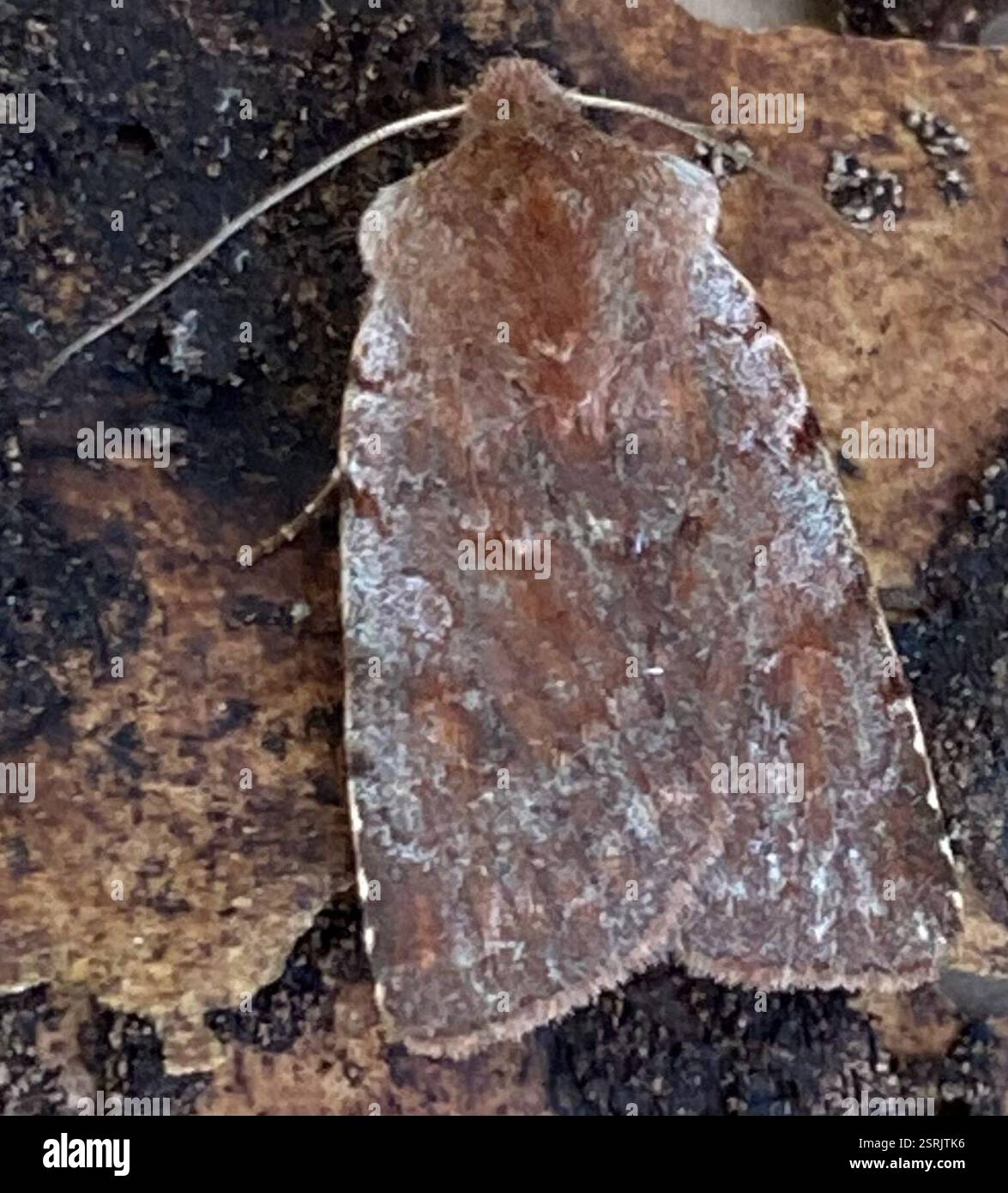 Red Chestnut (Cerastis rubricosa), Insecta, New Forest National Park ...