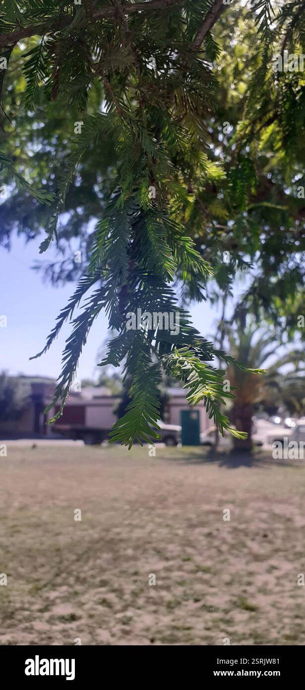 Montezuma cypress (Taxodium mucronatum), Plantae, Jardines de San ...