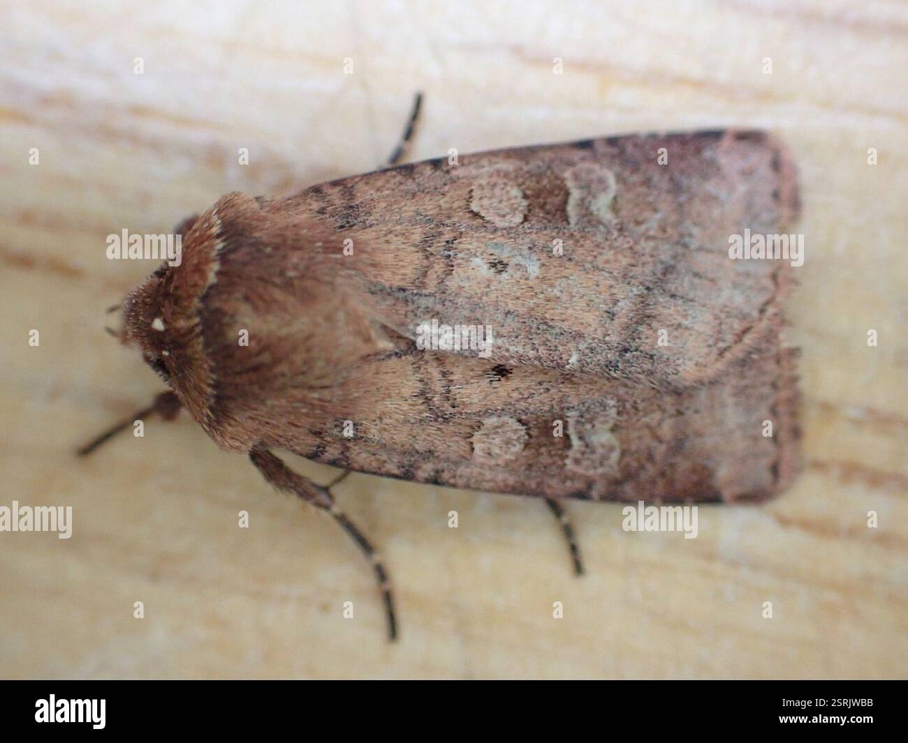 Small Square-spot (Diarsia rubi), Insecta, Hunters Chase Cottage ...