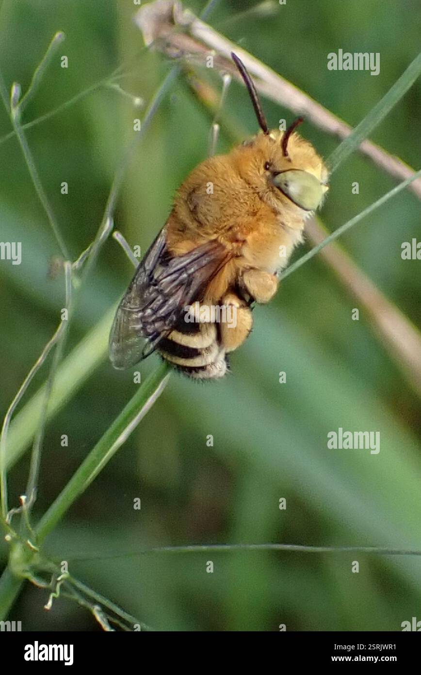 (Amegilla kaimosica), Insecta, Sabiepark, Sabie Park, 1260, South ...