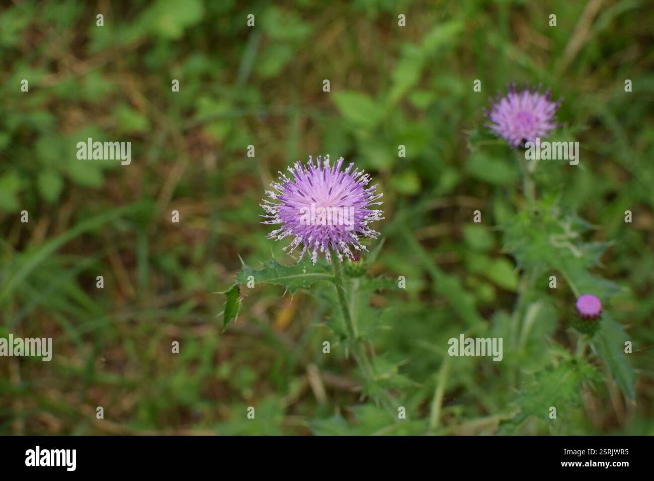 Japanese thistle (Cirsium japonicum), Plantae, 中国浙江省温州市洞头区 Stock Photo ...
