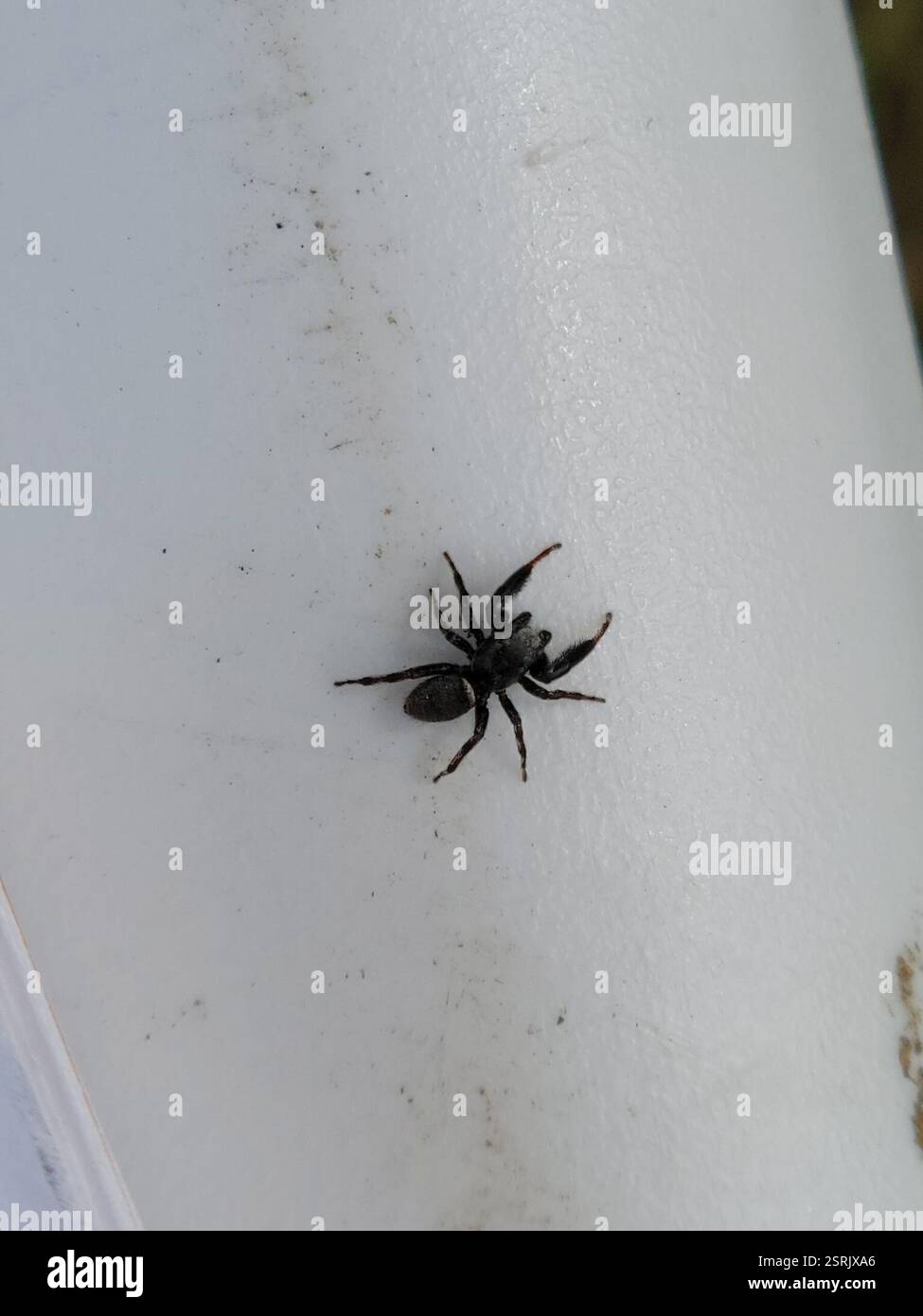 Hart's Jumping Spider (Tutelina harti), Arachnida, Barren Springs, VA ...