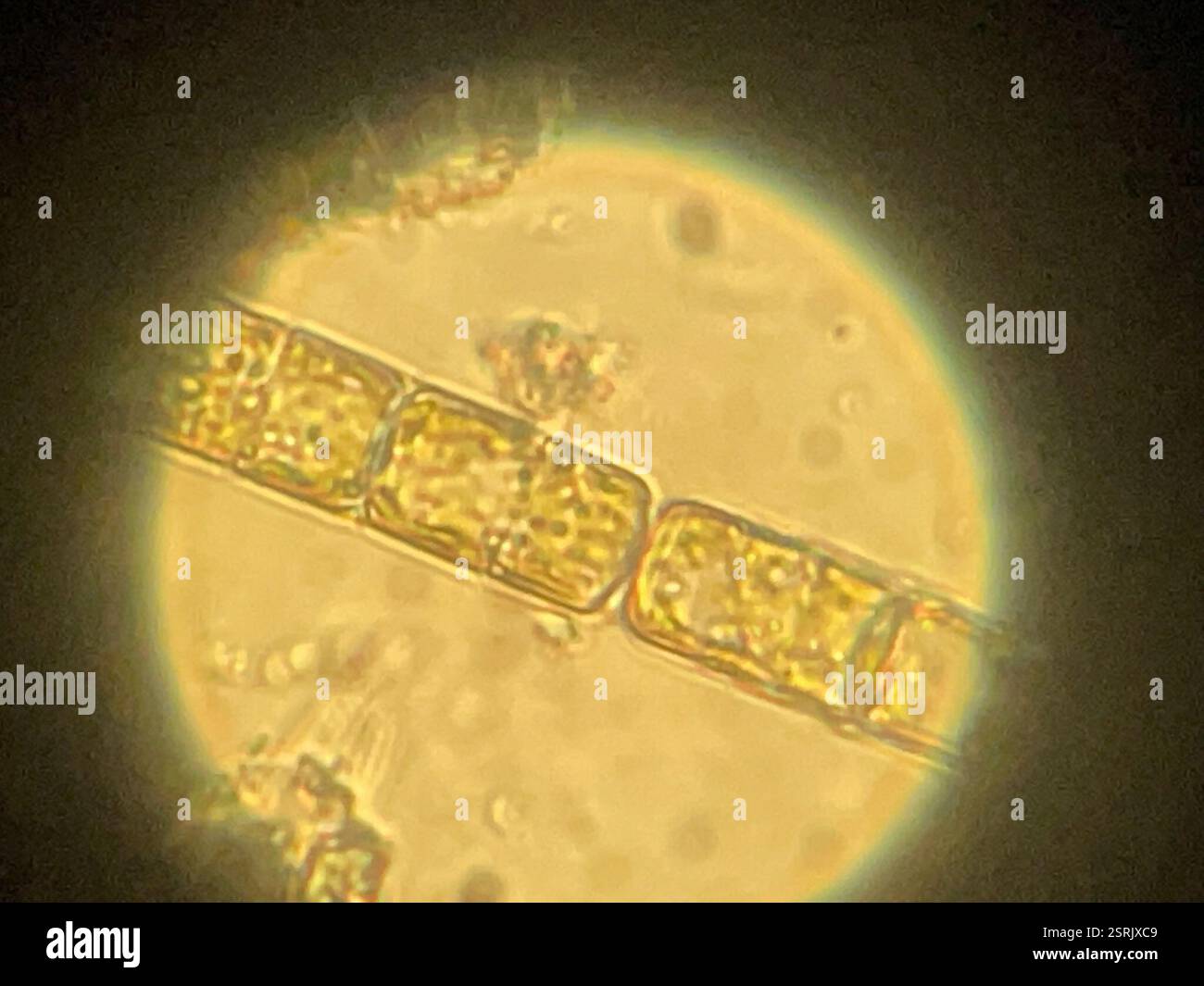 (Microspora), Plantae, San Diego County, CA, USA Stock Photo - Alamy
