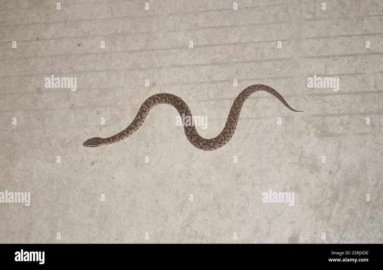 Short-tailed Mamushi (Gloydius brevicauda), Reptilia, Shangrao, CN-JX ...