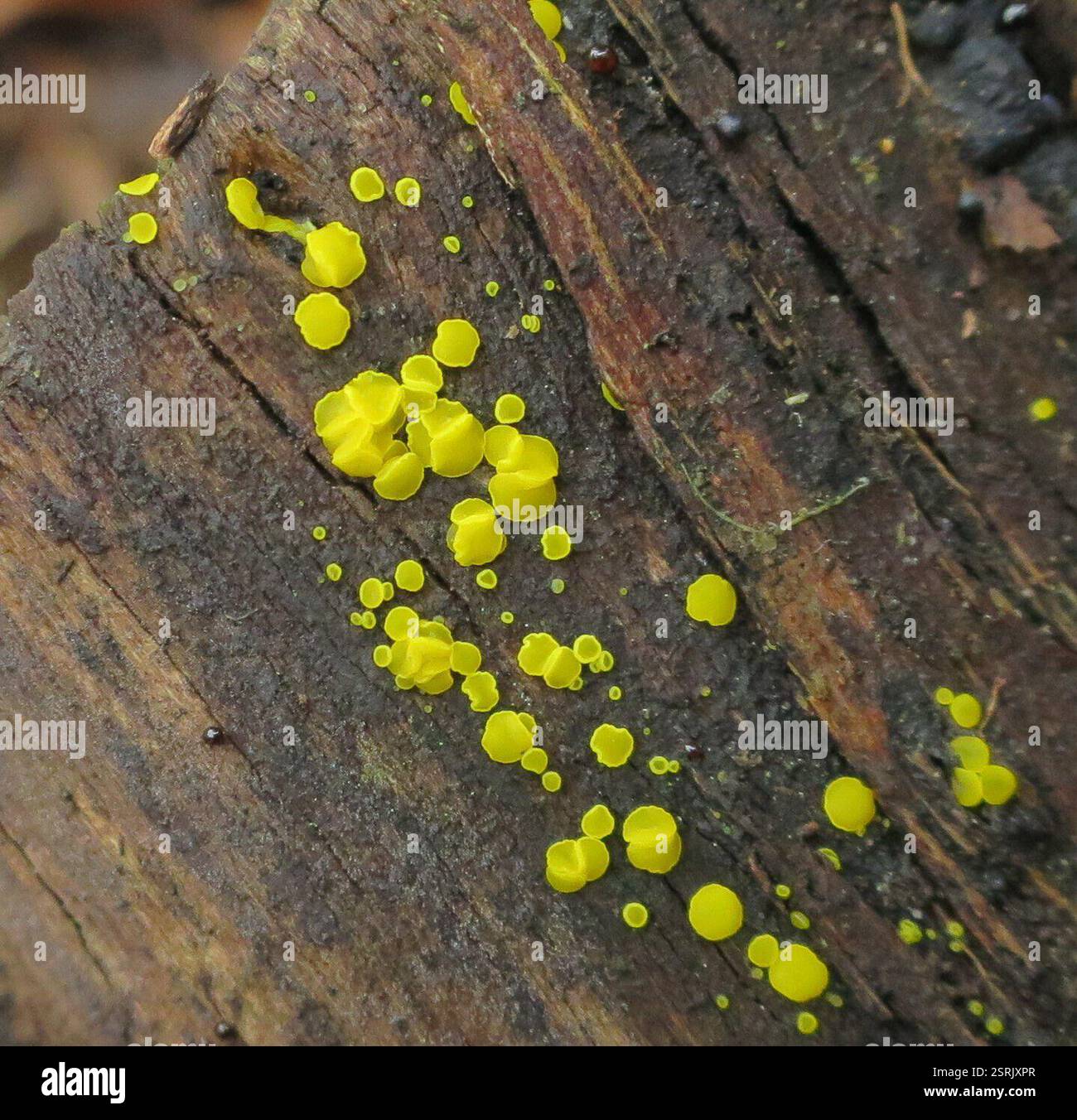 (Helotiales), Fungi, Sunnybrook, Rotorua 3015, New Zealand, Vivid ...
