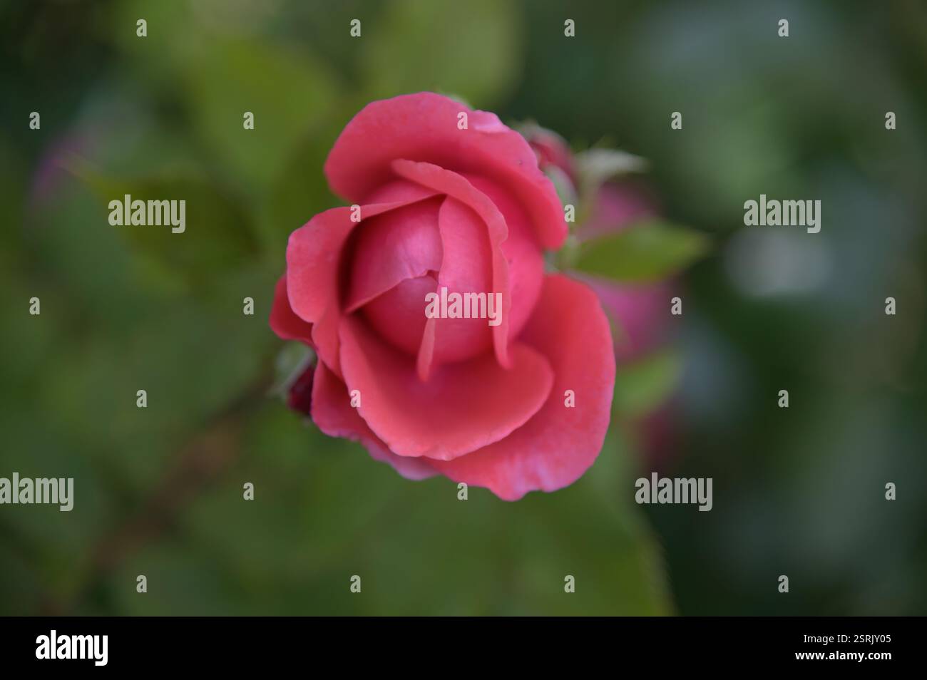 A close-up of a red rosebud Stock Photo - Alamy