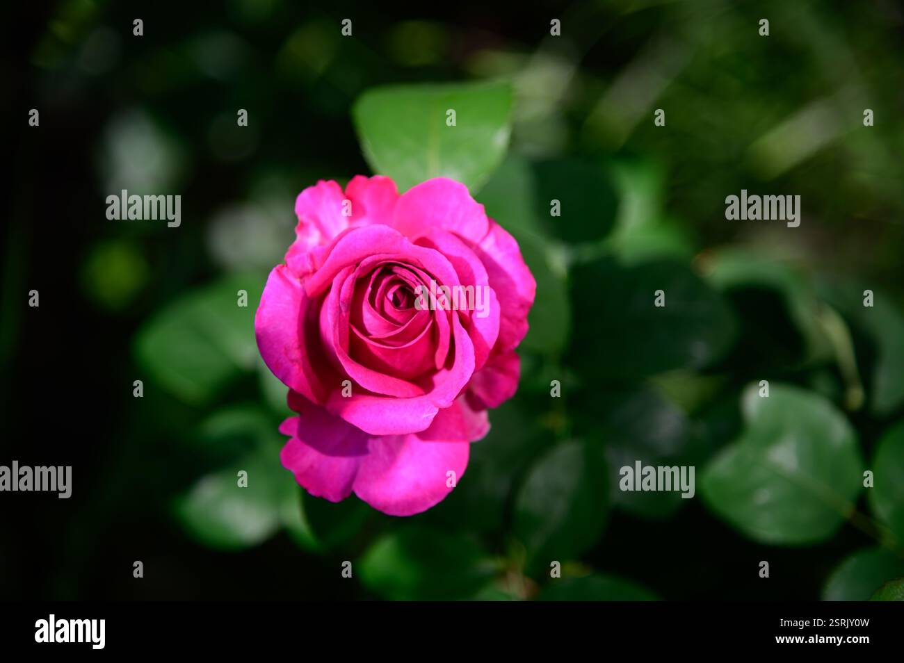 A close-up of the blossom of a beautiful red rose in all its splendour ...