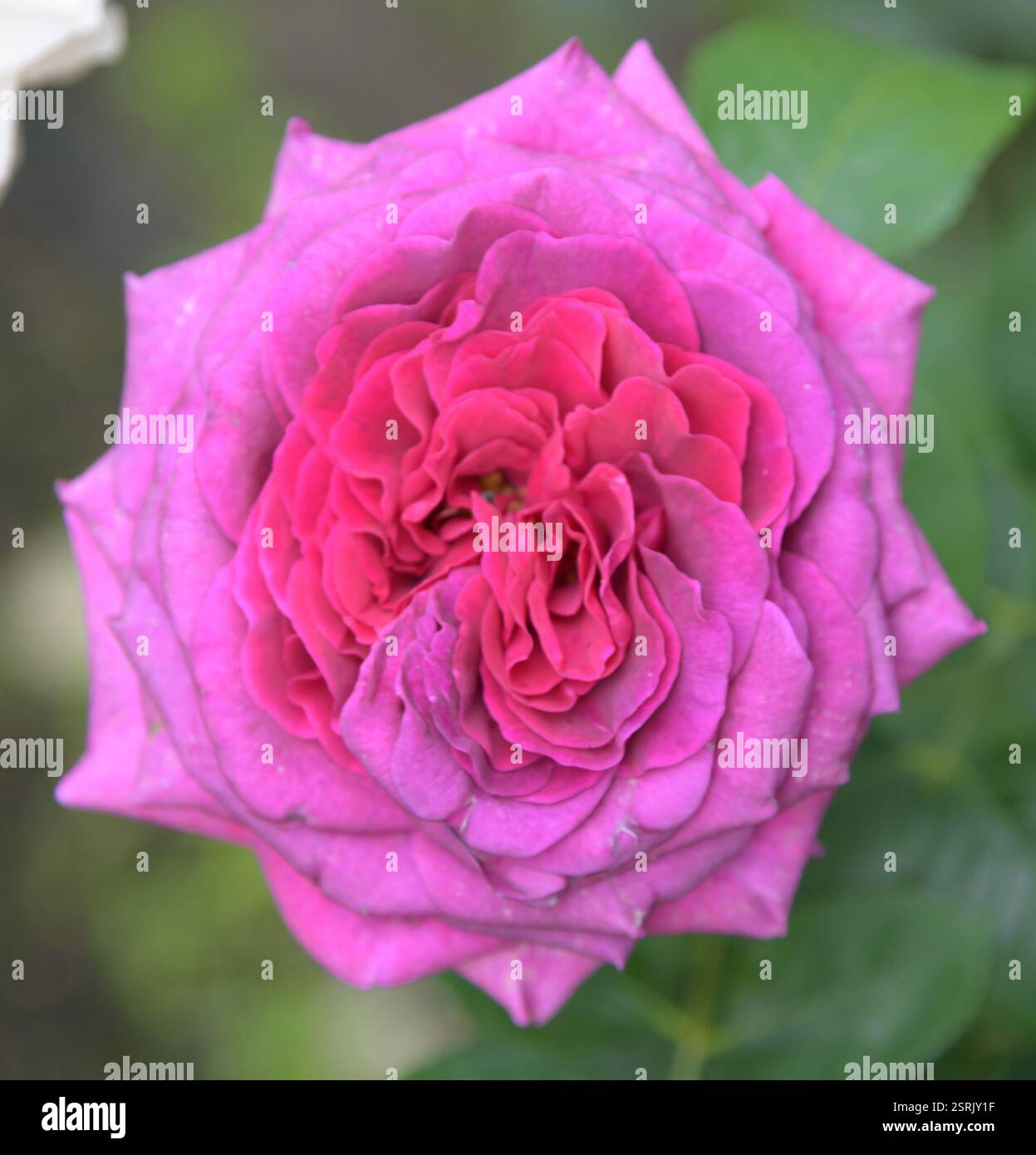 A close-up of the blossom of a beautiful red rose in all its splendour ...