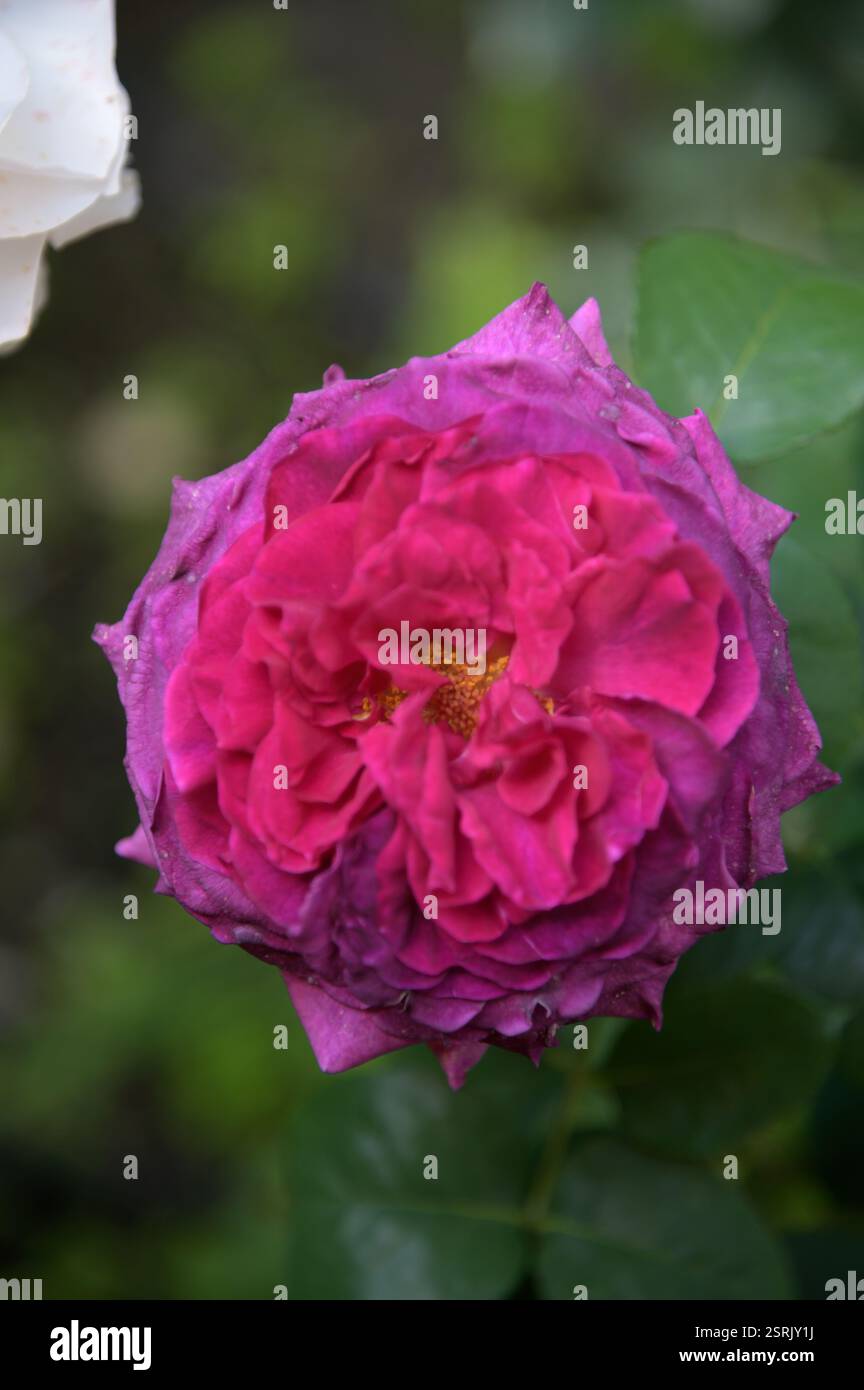 A close-up of the blossom of a beautiful red rose in all its splendour ...