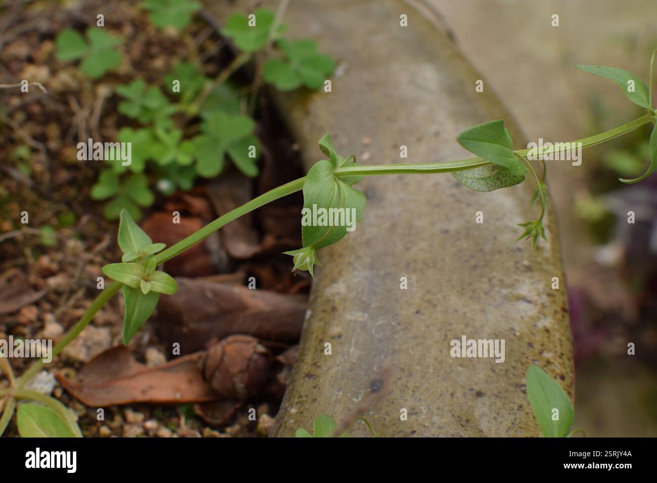 Foemina Blue Pimpernel (Lysimachia foemina), Plantae, 中国浙江省温州市洞头区 Stock ...