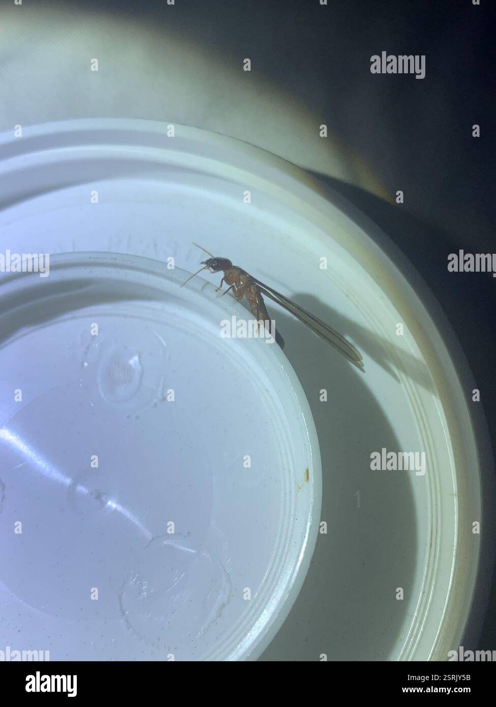 Nevada Dampwood Termite (Zootermopsis nevadensis), Insecta, California ...