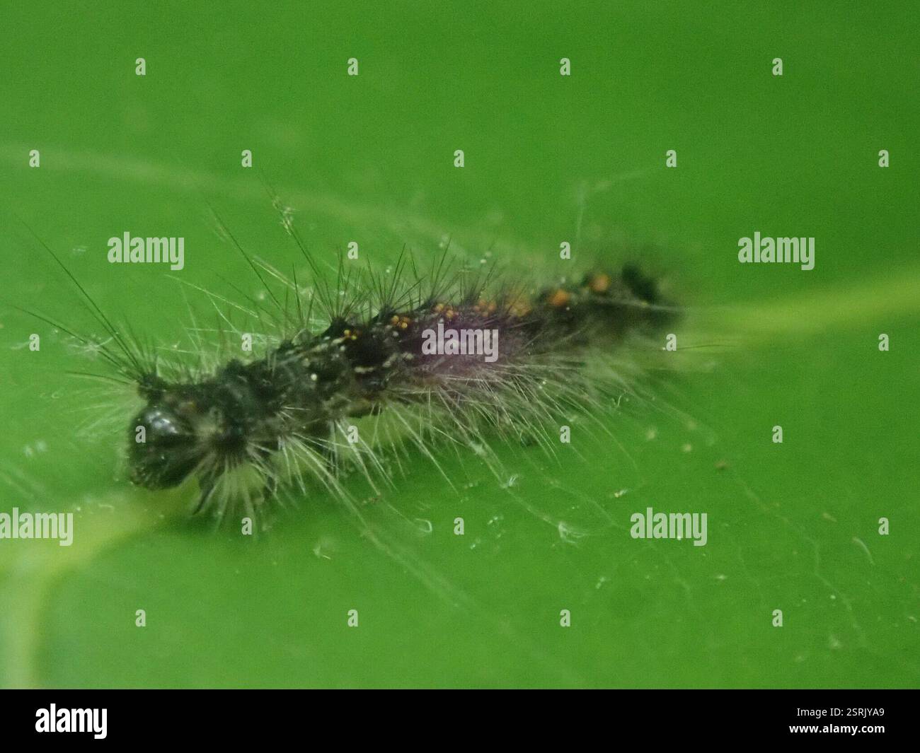 Spongy Moth (Lymantria dispar), Insecta, Athol, MA, USA, On Quercus ...