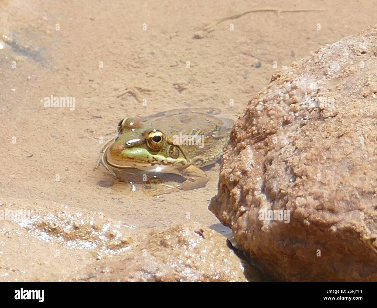 Sahara Frog (Pelophylax saharicus), Amphibia, RP1522, M'Hamid El ...