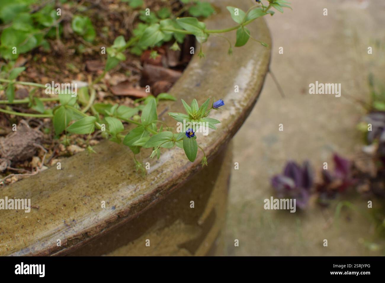 Foemina Blue Pimpernel (Lysimachia foemina), Plantae, 中国浙江省温州市洞头区 Stock ...