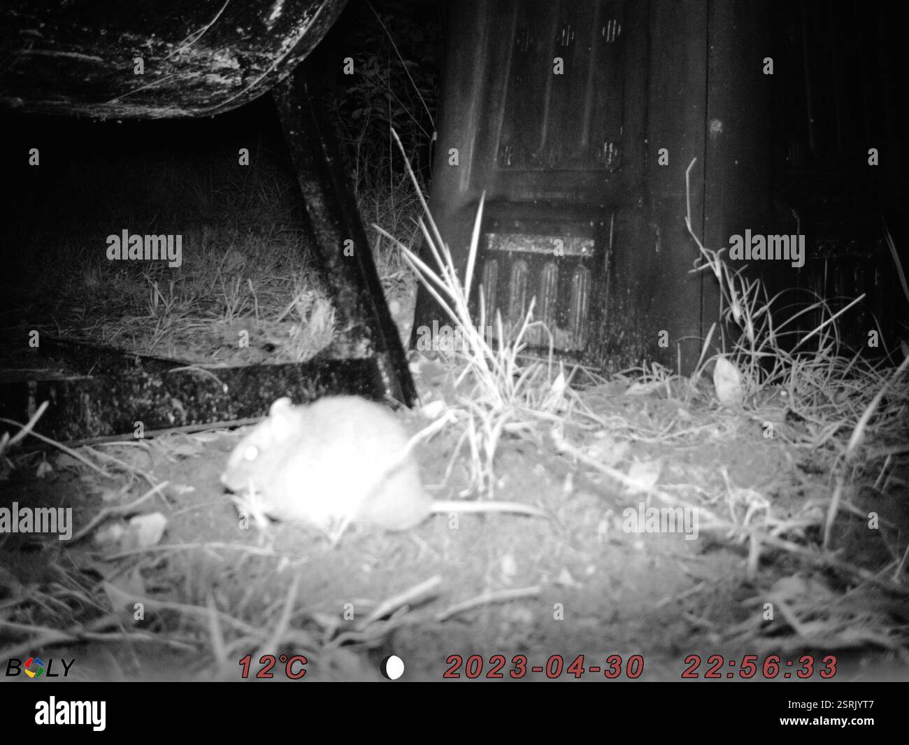Australian Bush Rat (Rattus fuscipes), Mammalia, Bucketty NSW 2250 ...