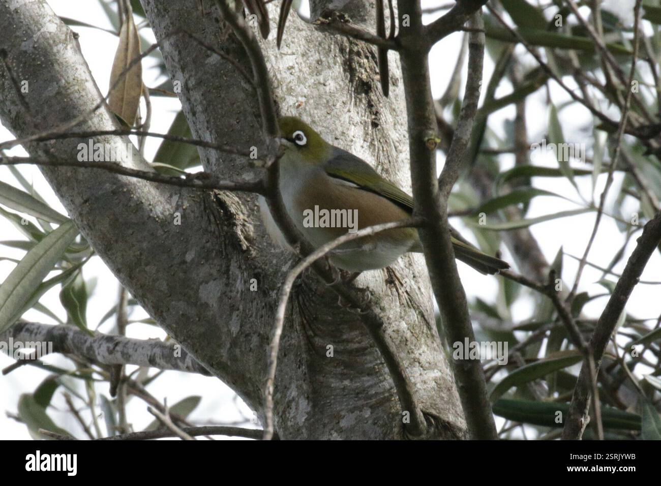 Silvereye (Zosterops lateralis), Aves, Sunbury VIC 3429, Australia ...