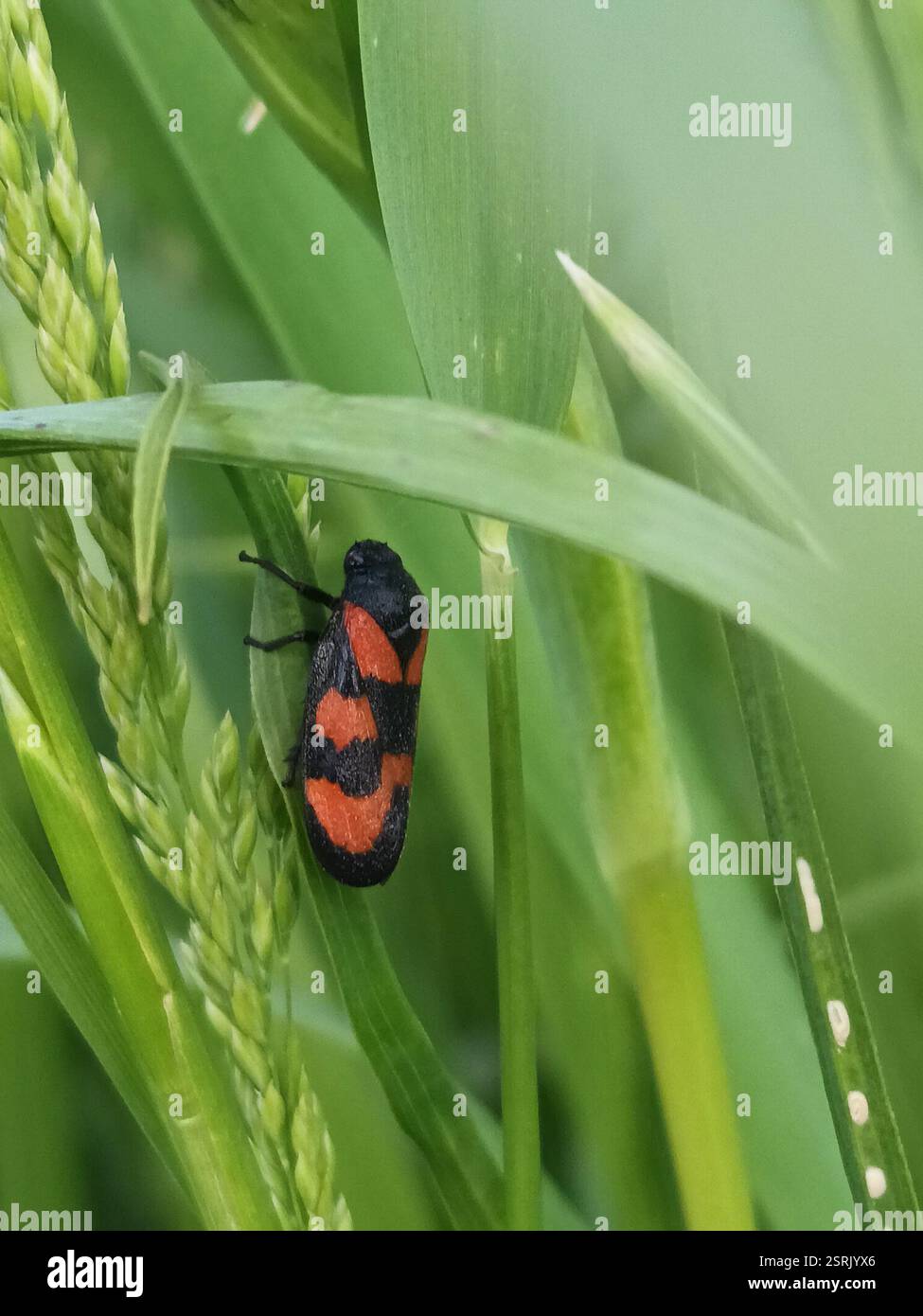 Common Froghopper (Cercopis vulnerata), Insecta, Longstanton, Cambridge ...