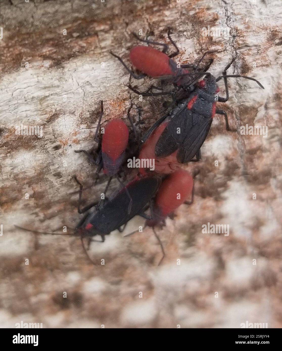 Red-shouldered Bug (Jadera haematoloma), Insecta, Elings Park - Elings ...