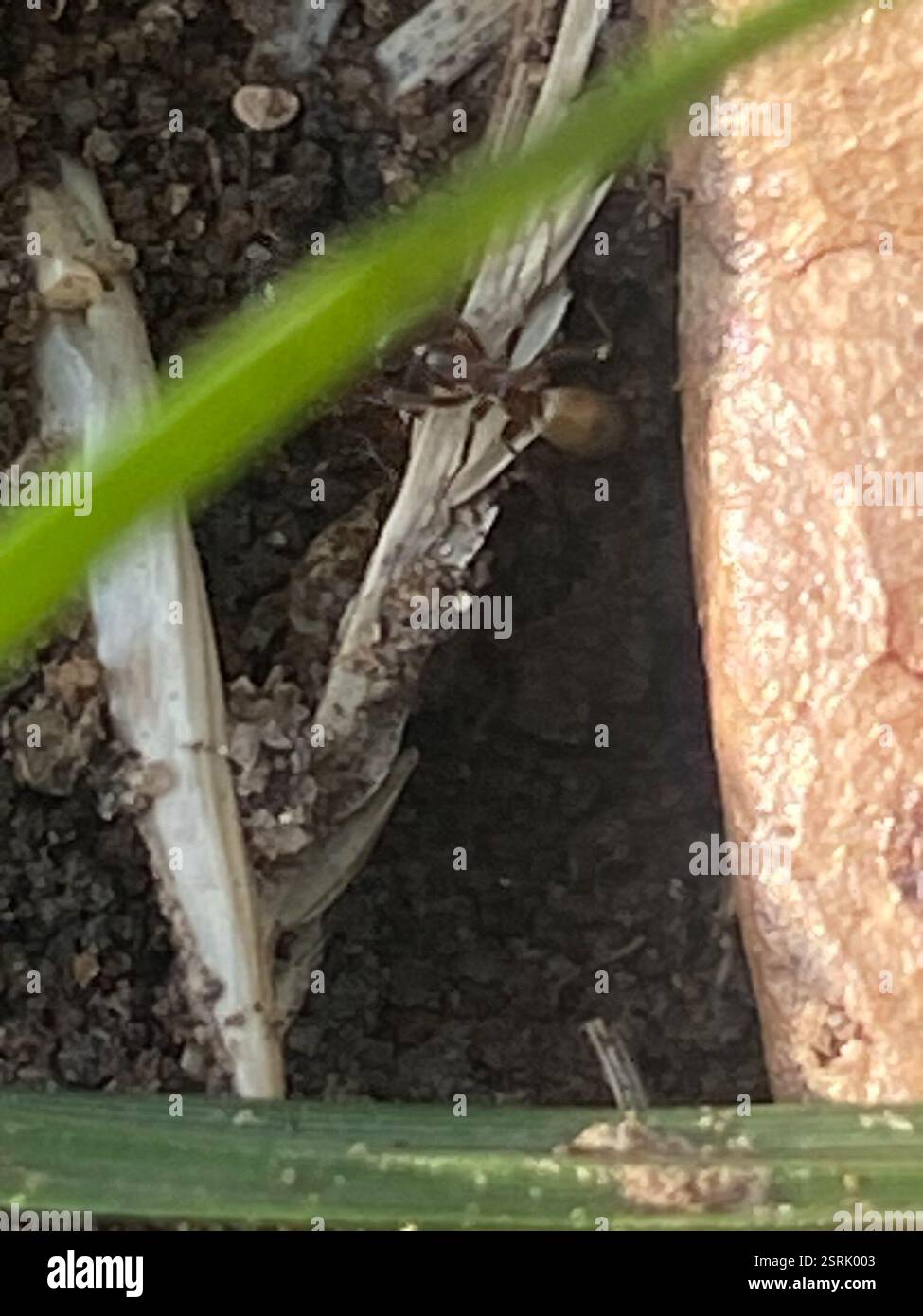 Yellow Pyramid Ant (Dorymyrmex flavus), Insecta, Samuels Ave, Fort ...