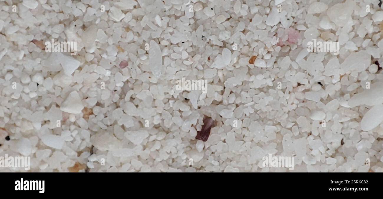 Sea Skaters (Halobates), Insecta, British Indian Ocean Territory Stock ...