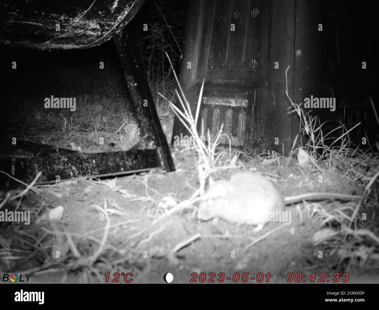 Australian Bush Rat (Rattus fuscipes), Mammalia, Bucketty NSW 2250 ...