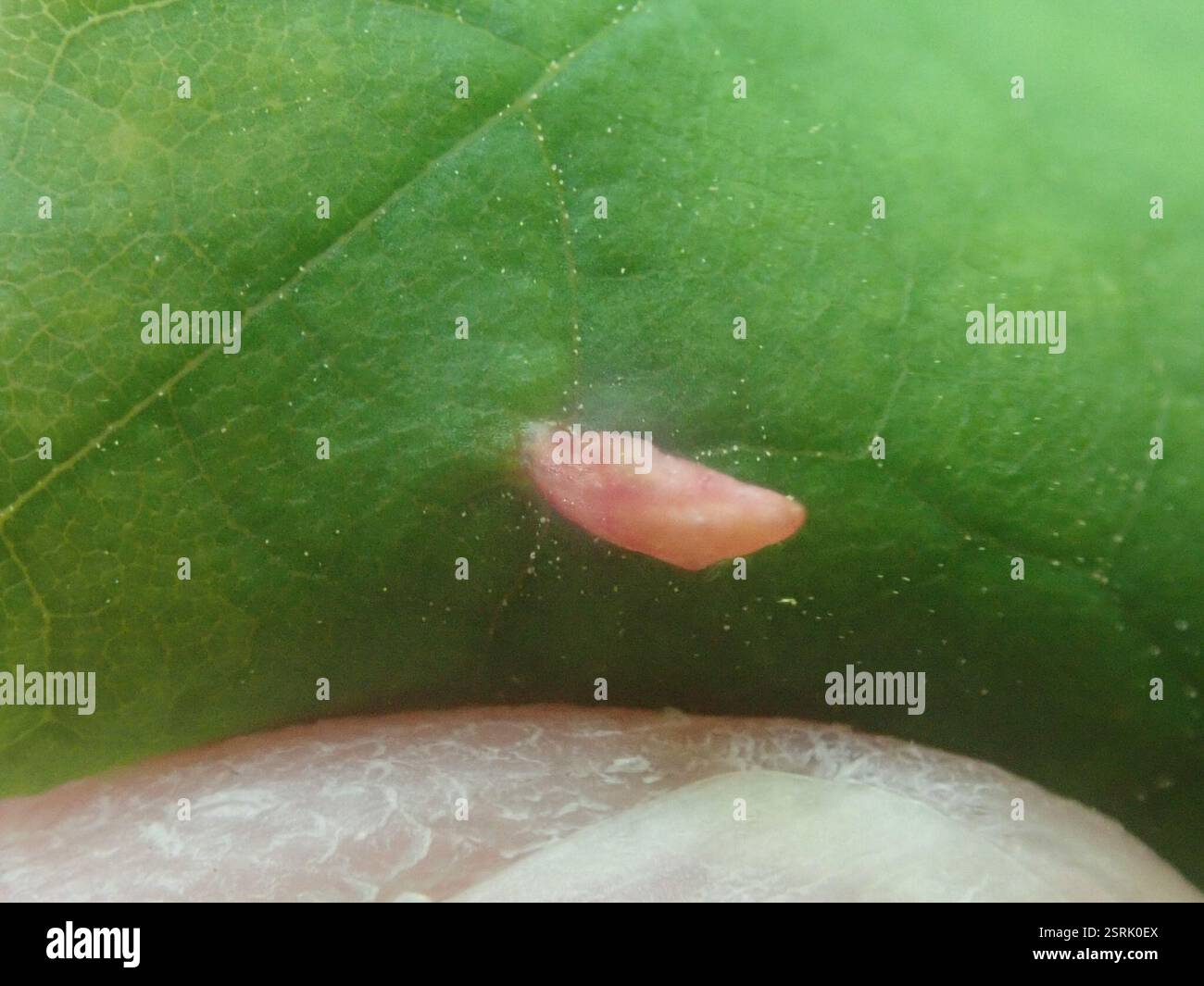 Maple Spindle Gall Mite (Vasates aceriscrumena), Arachnida, Ashfield ...