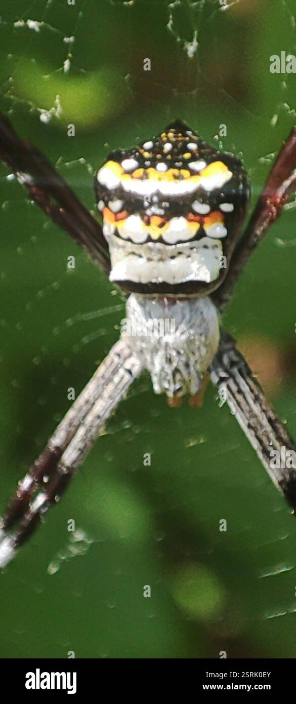 Signature Spider (Argiope anasuja), Arachnida, British Indian Ocean ...