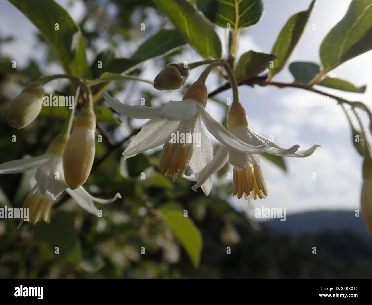 Snowdrop Bush (Styrax officinalis), Plantae, Kaya Köy Kalıntıları ...