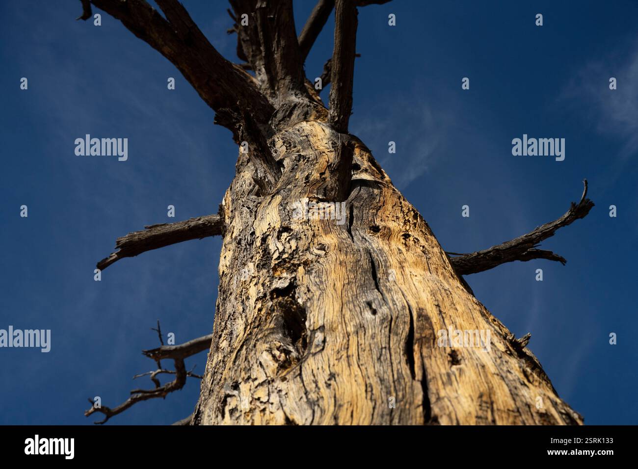 Dead tree trunk Zion National Park. A testament to nature's resilience ...