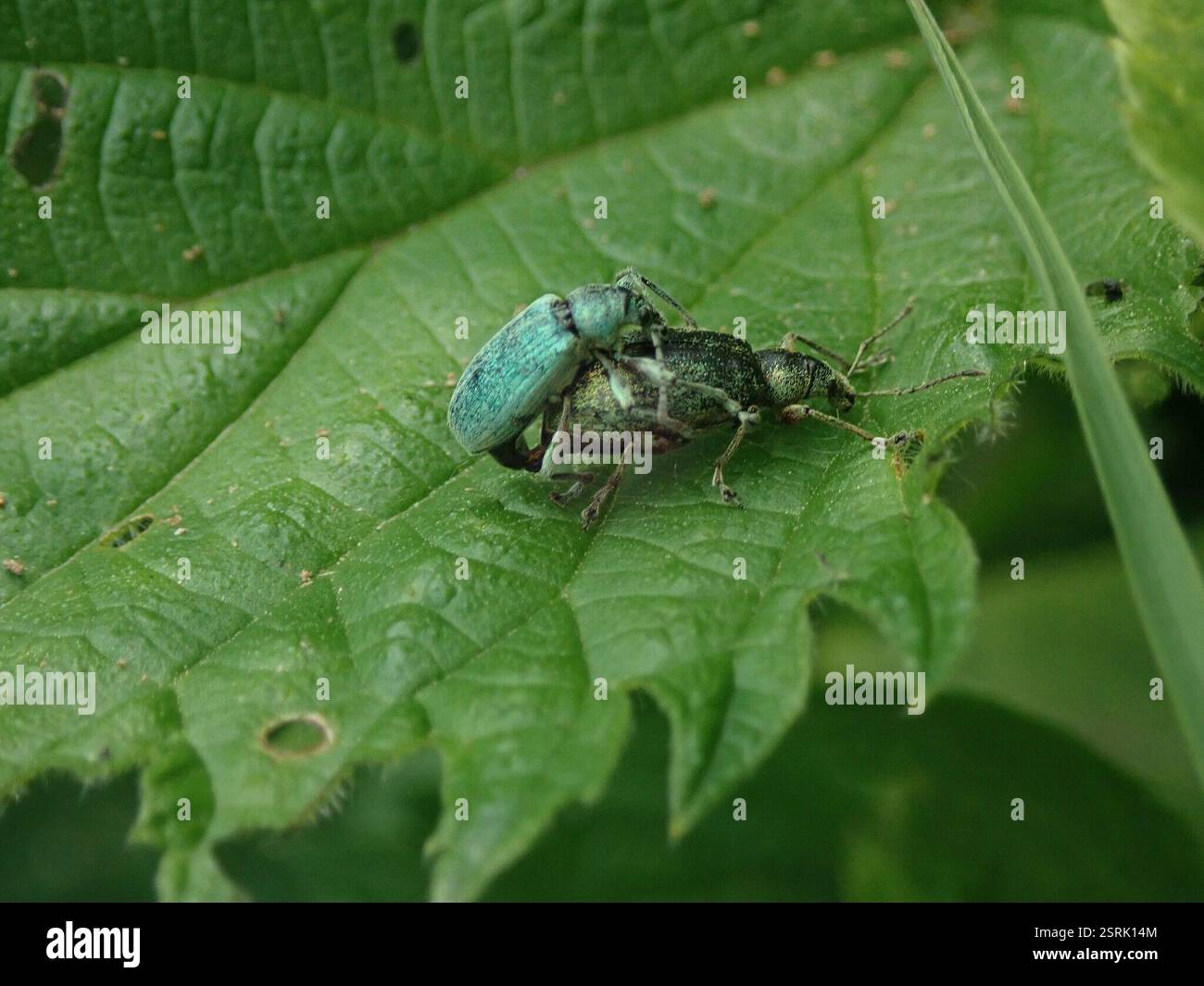 Nettle weevil (Phyllobius pomaceus), Insecta, Old Kilpatrick, UK ...